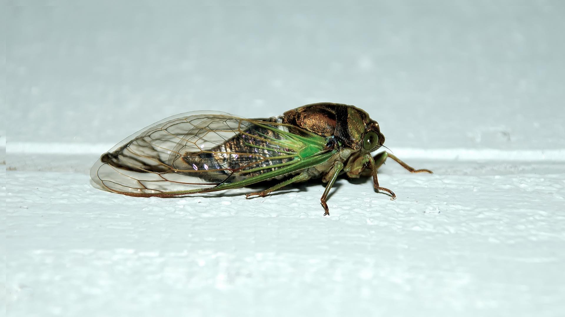 Listening to the Song of the Cicadas - BretHammond.com